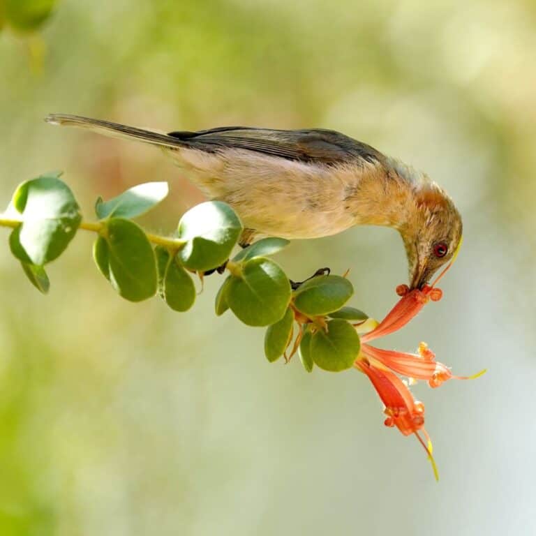 Five Native Australian Plants That Will Attract Birds to Your Garden ...