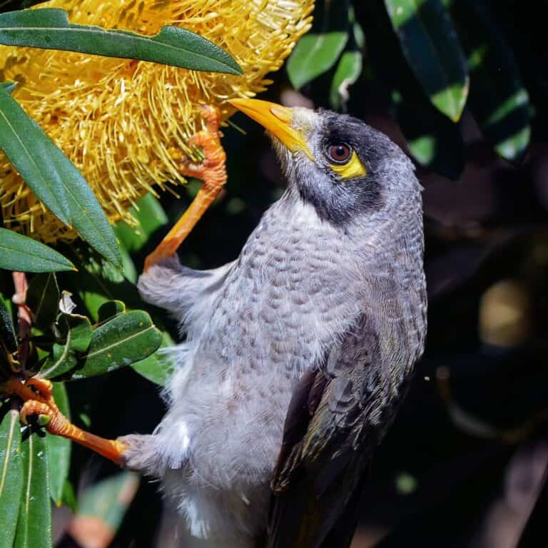 Five Native Australian Plants That Will Attract Birds to Your Garden ...